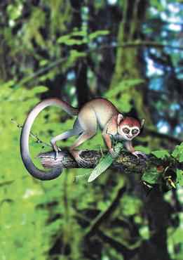 Ancestral de 55 milhões de anos é encontrado no Rio Amarelo, na China